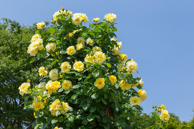 チャイコフスキー 「くるみ割り人形」より 花のワルツ ＜Midi Classics＞ Mp3